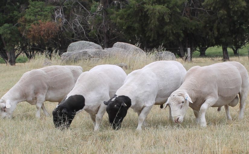 Hillsborough Dorpers – Dorper and White Dorper Sheep bred tough for all ...